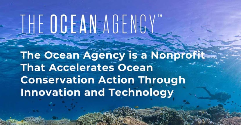 The Ocean Agency is a Nonprofit That Accelerates Ocean Conservation ...