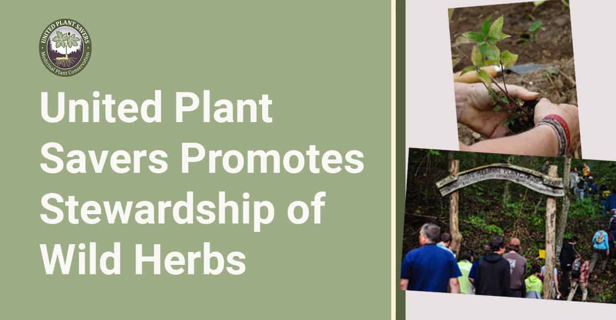 United Plant Savers Promotes Conservation of Native Medicinal Herbs and ...